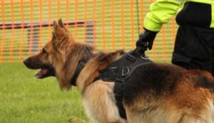 Best Security Company in Kenya Nairobi Kiambu | Pada Security & Alarms ...